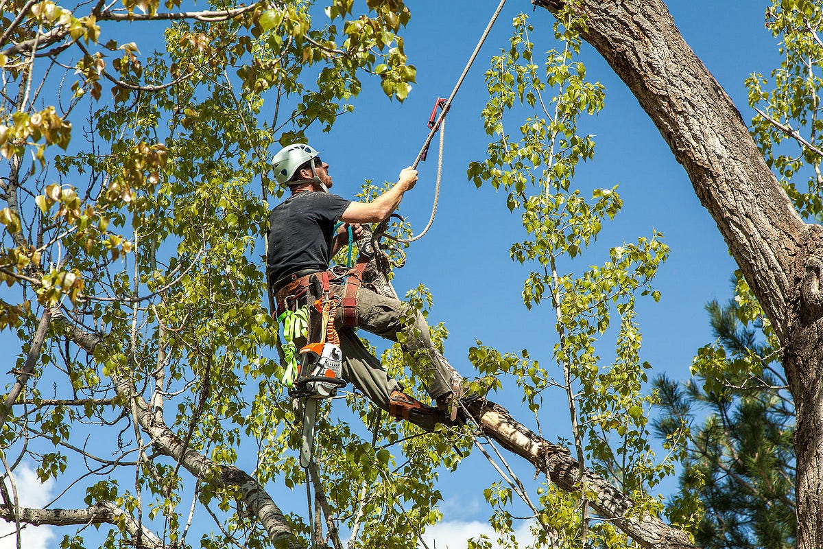 Different Types of Tree Services. Trees have numerous benefits. However ...