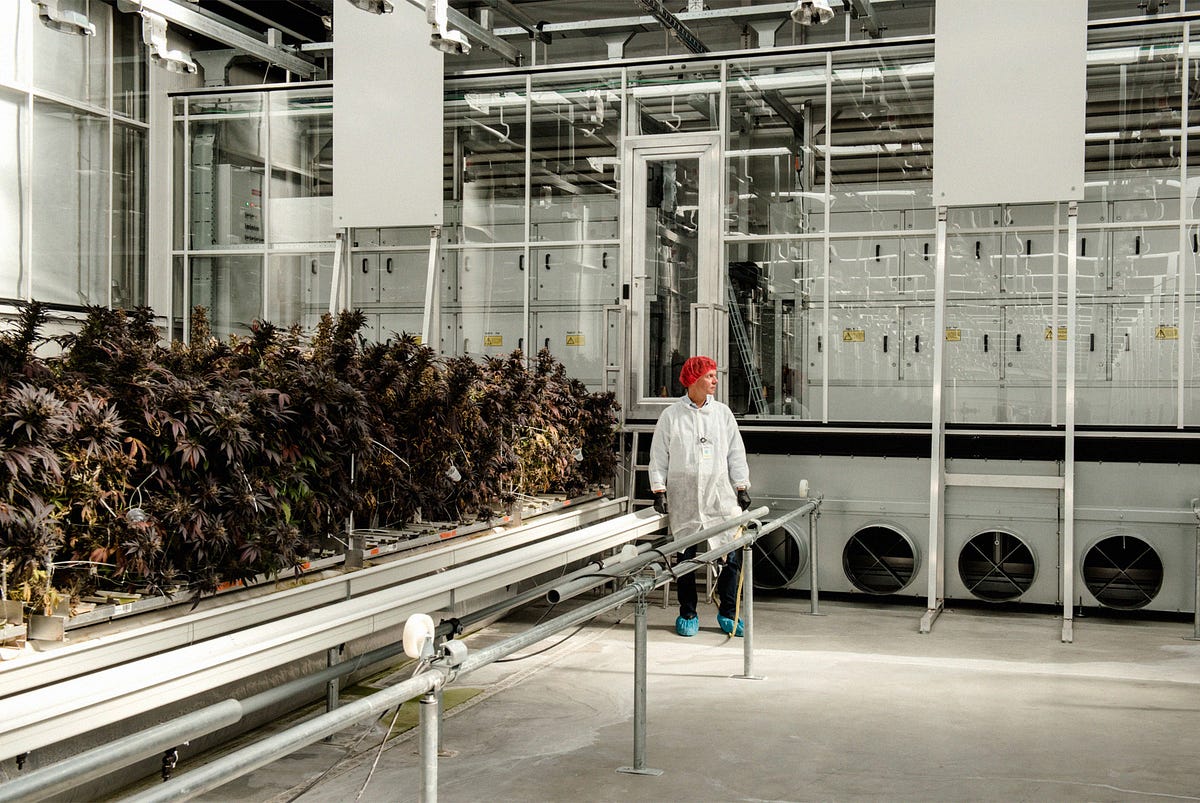 Canada Is the World Leader in Legal Pot. How Long Will It Last? | by ...