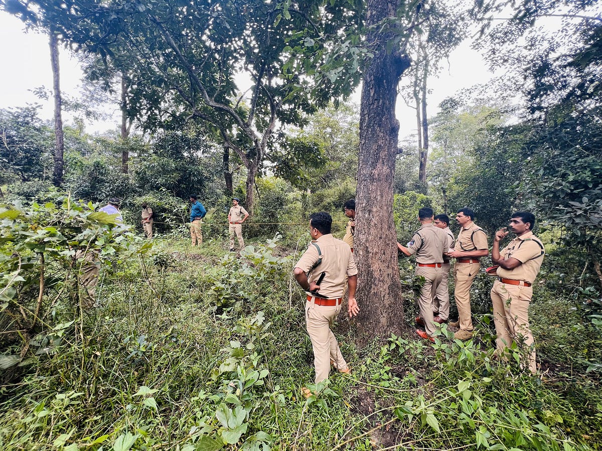 About Forest-PLUS 2.0: Who Are We? | by Forest-PLUS 2.0 | Medium