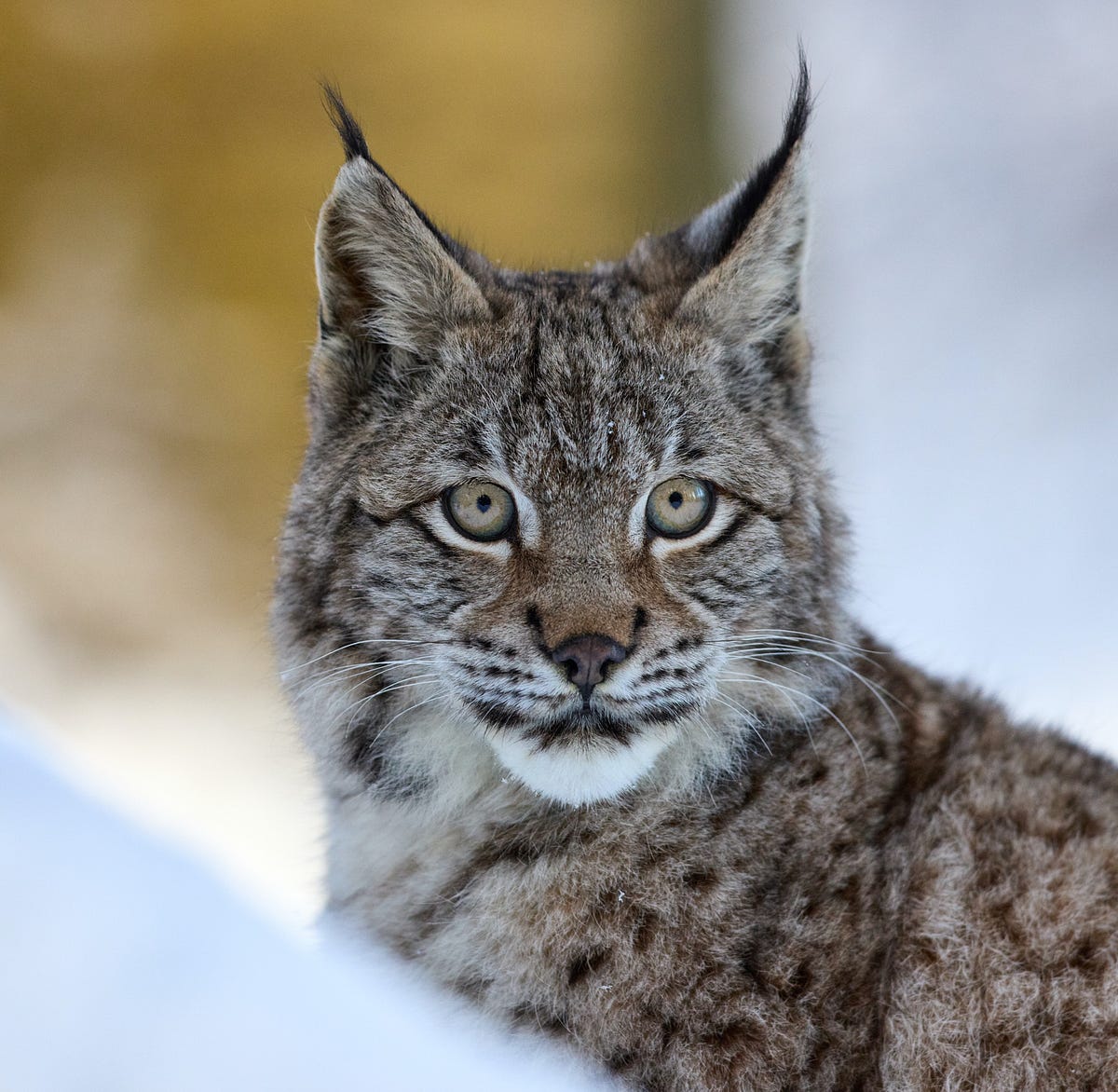 LYNX. She needed milk She needed warmth But… | by Maureen McConaghy ...