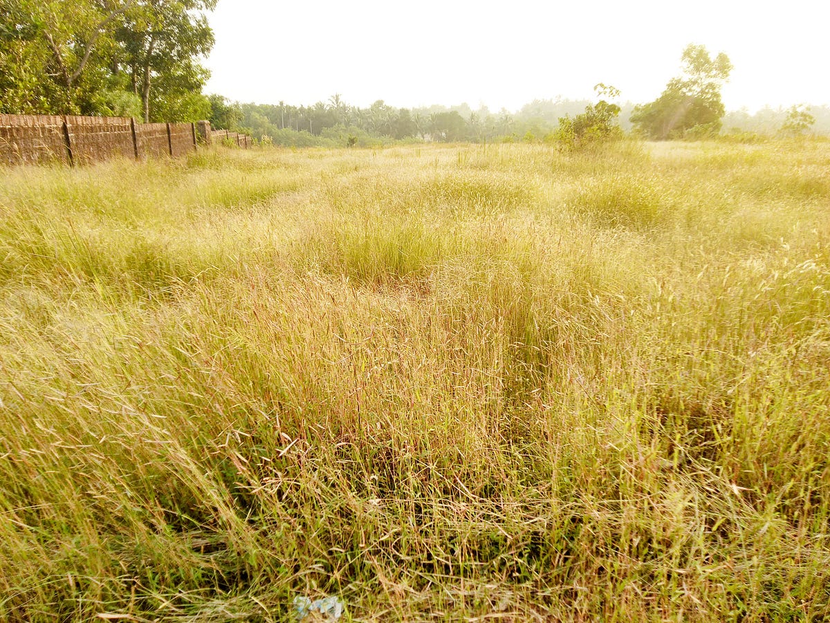 Brushgrass dominated grassland biodiversity of hilltops conserving the ...