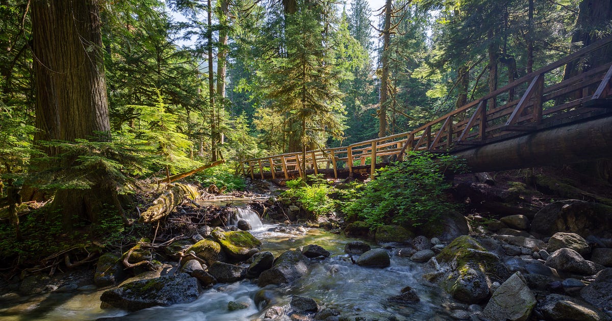 The Regenerative Flow of Nature: Align Your Business with the Energy of ...