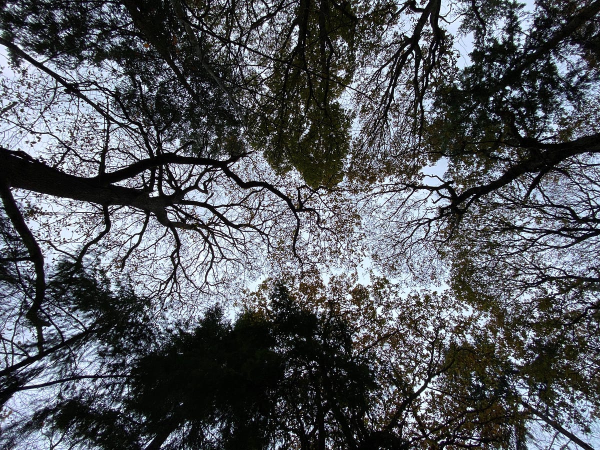 The Bio Based Material Dream. Blue Sky Thought! I have been… | by ...
