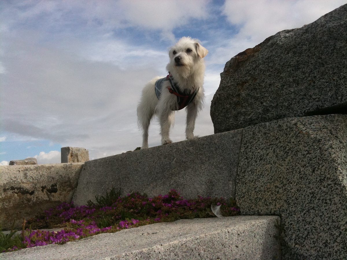 Remembering Ramona the Love Terrier, the Actual Best Dog in the World ...