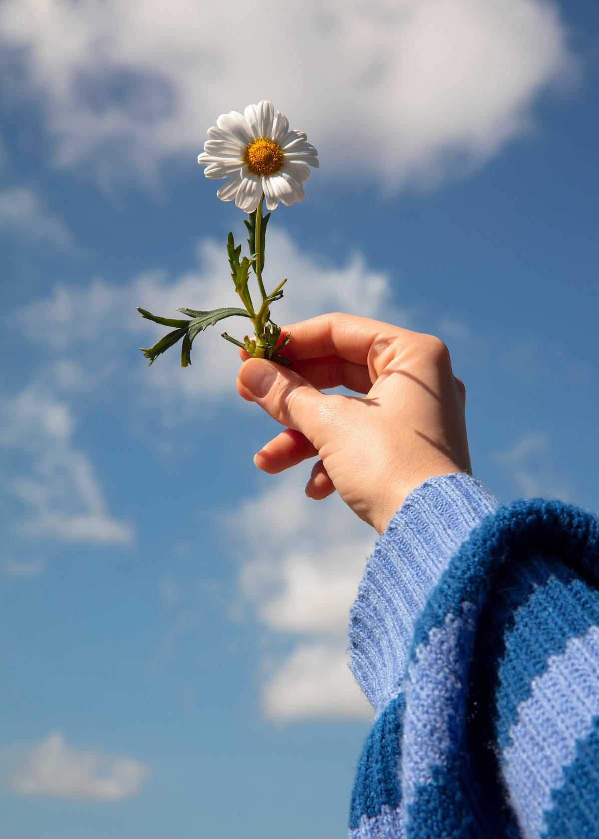 The Heart of Daisies - Chaw Su Win - writer - Medium