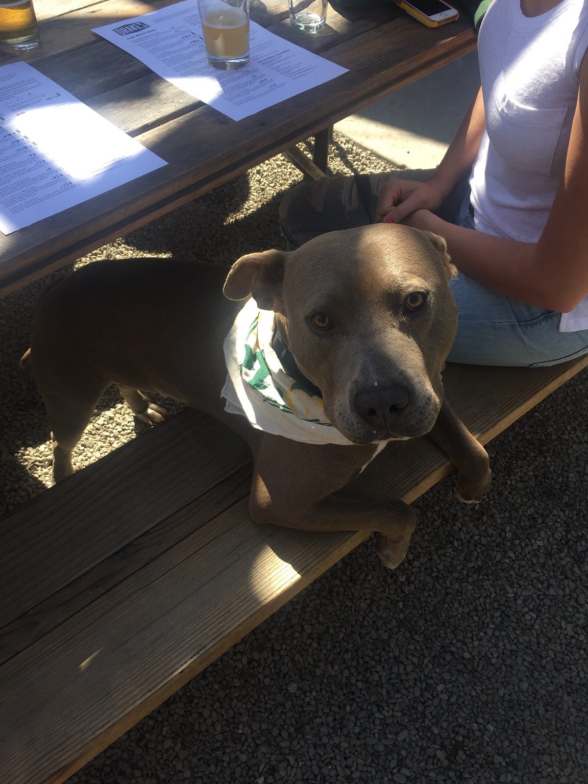 Melvin’s Decision Matrix. I was observing my dog Melvin and… | by ...