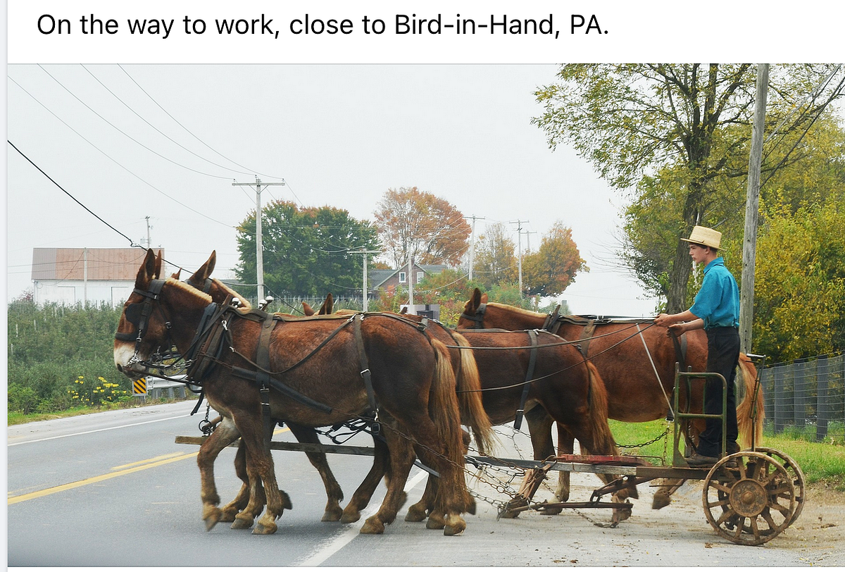 AMISH TRANSPORTATION - REFLECTIONS by Dawn - Medium