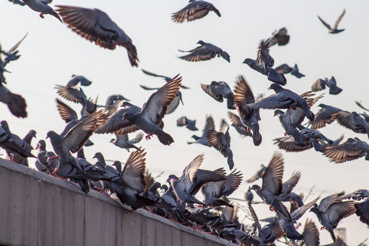 6 Reasons Pigeon Control is So Important | by Ramora | Medium