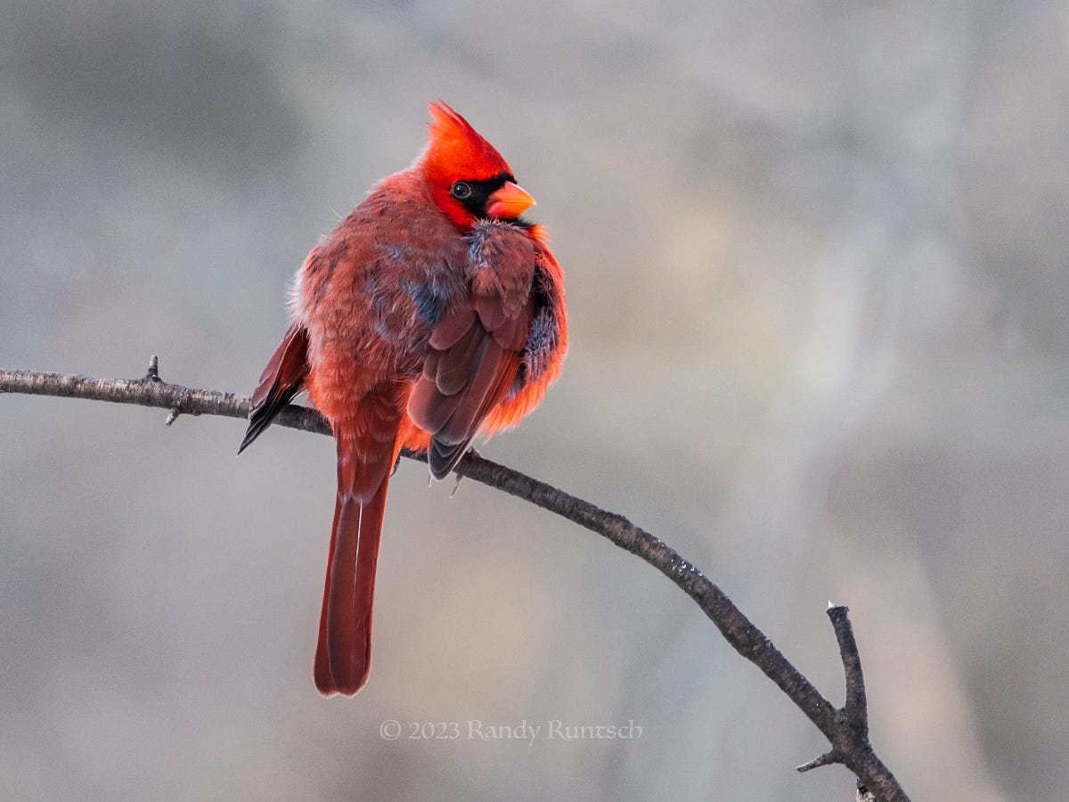 Cardinals Enhance the Beauty of Winter | by Randy Runtsch | Wildlife ...