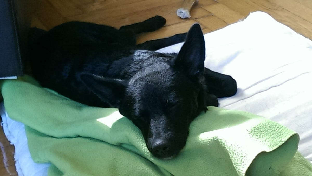 What I learned in doggy school (Freelancer’s Friend #3) | by Drew ...