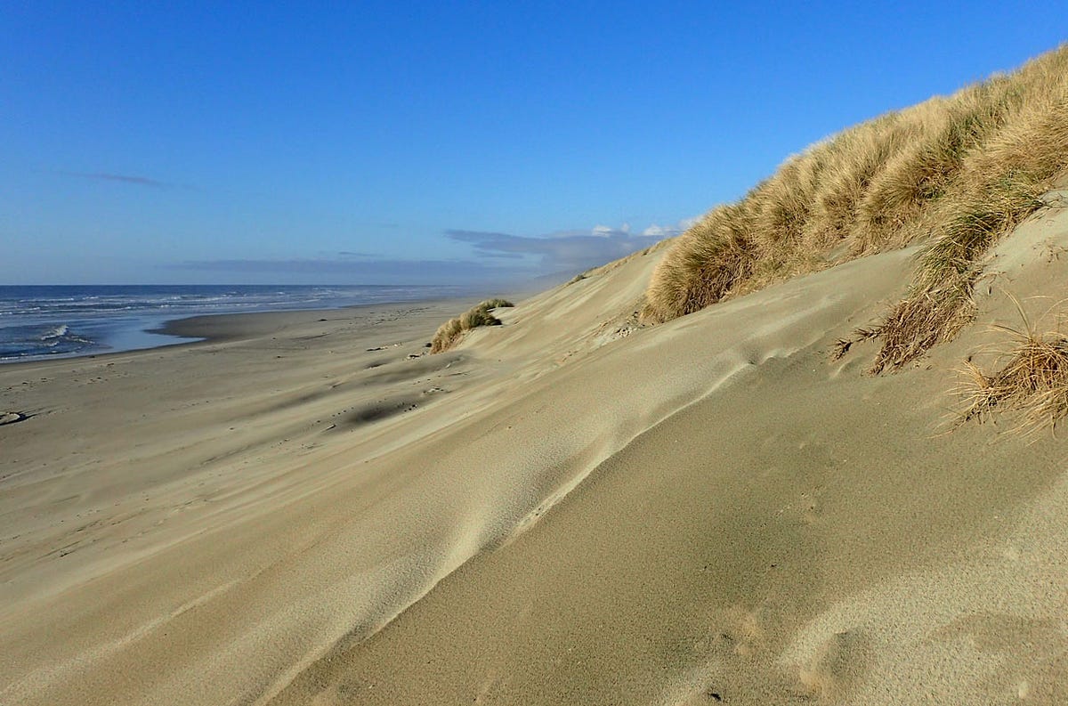 Beach Dune Integrity. AAAS: “In a twist, beach grass could… | by S. W ...