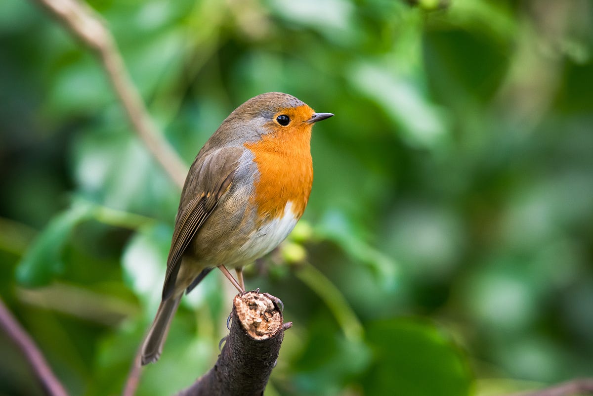 Singing Bobbin Robin. My legs lay like a frog, bottom up… | by Z.pen ...