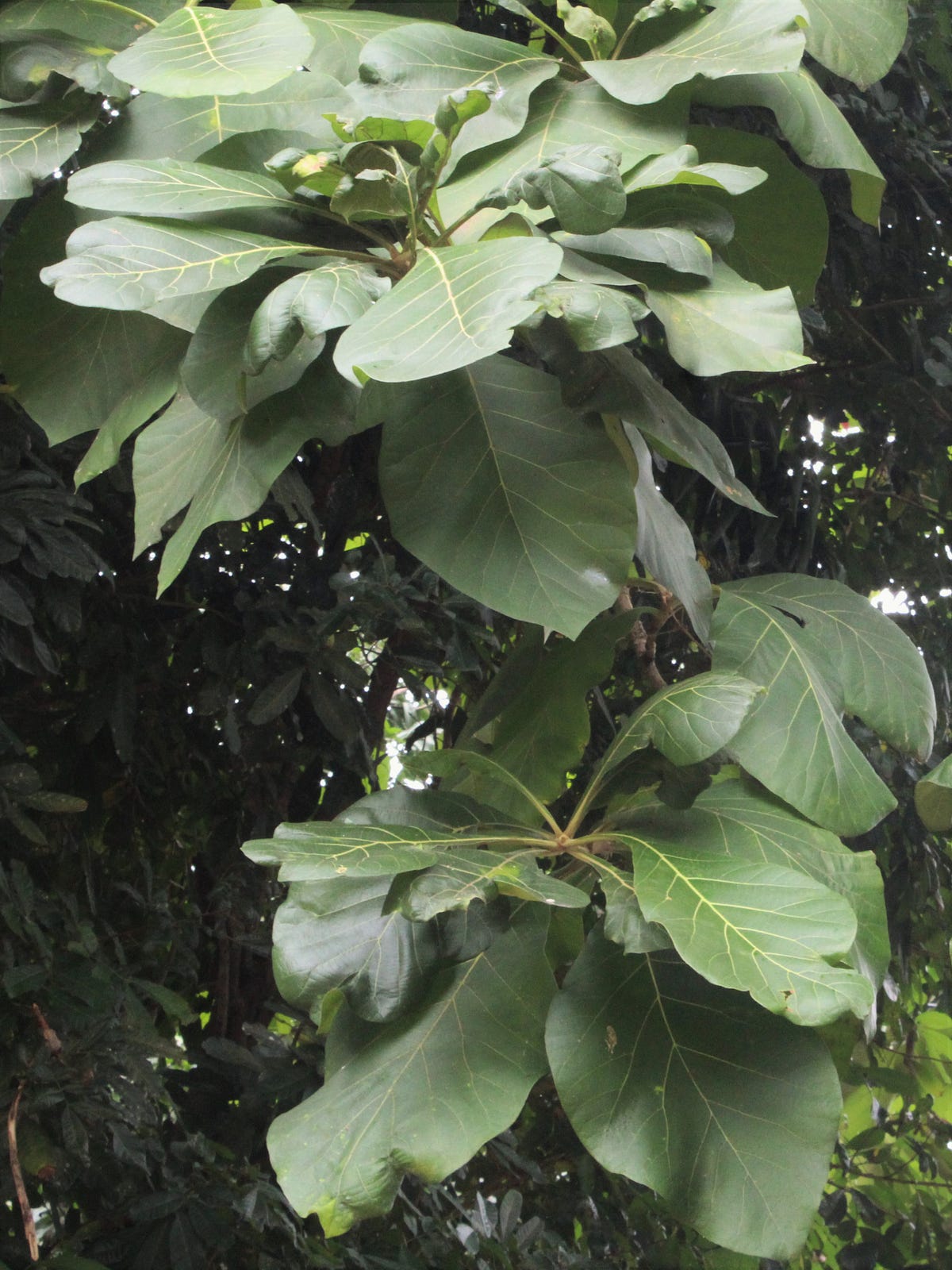 Tectona grandis L. f.. Jati (Tectona grandis L. f.) termasuk… | by ...