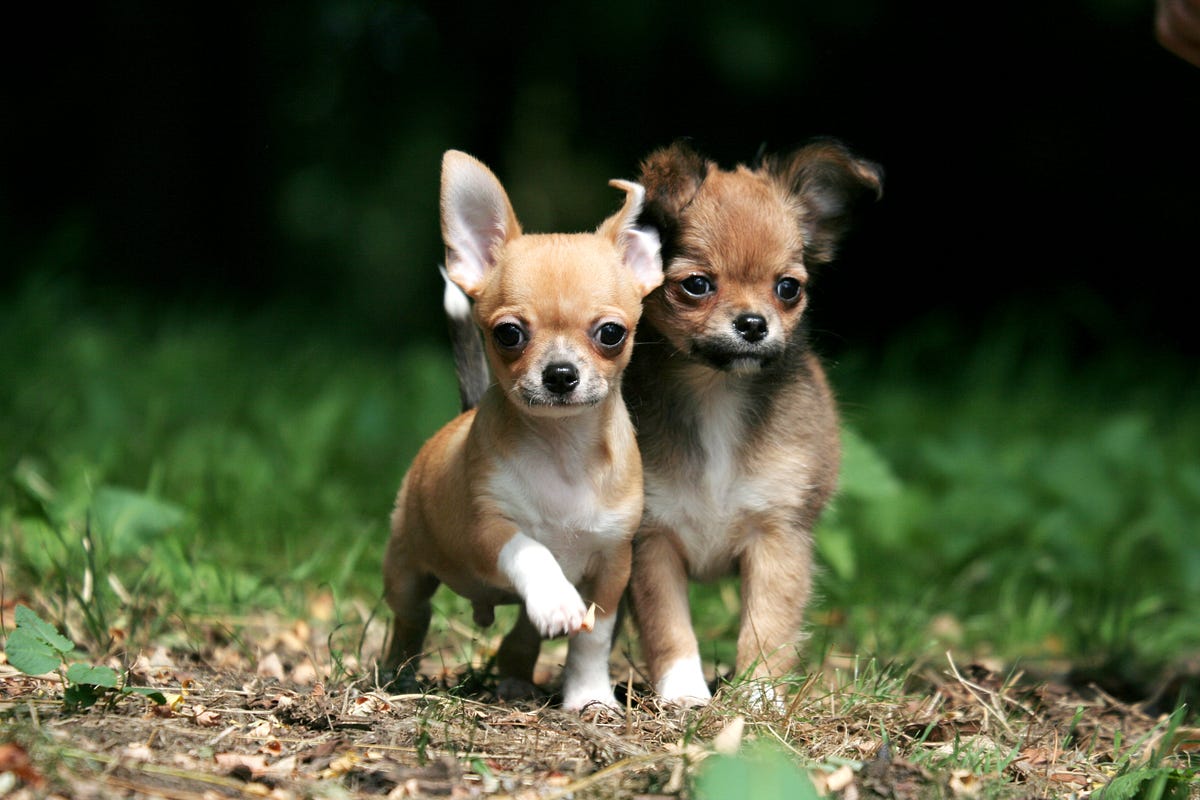 One of the smallest dog in the world? The Chihuahua | by George De ...