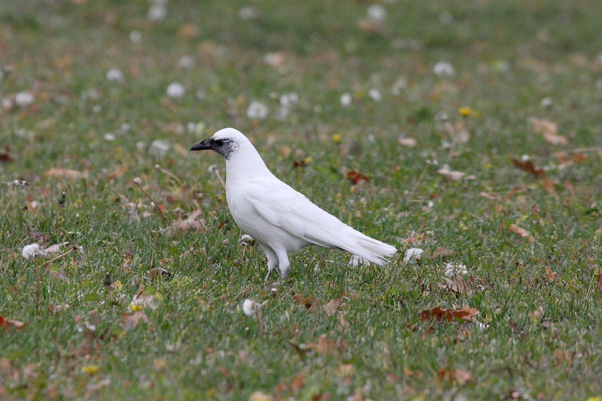Ghost Birds. Have you ever seen a ghostly white bird… | by Jeremy ...