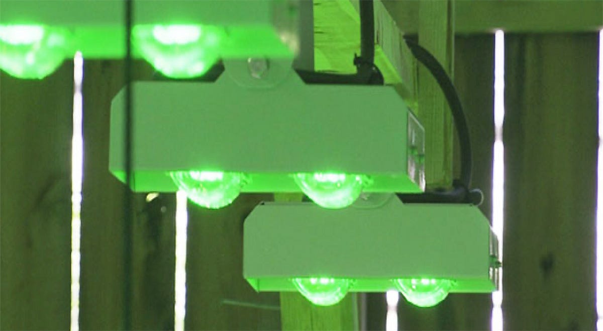 Green Light Technology Accelerating Seafood Cultivation in Japan | by ...