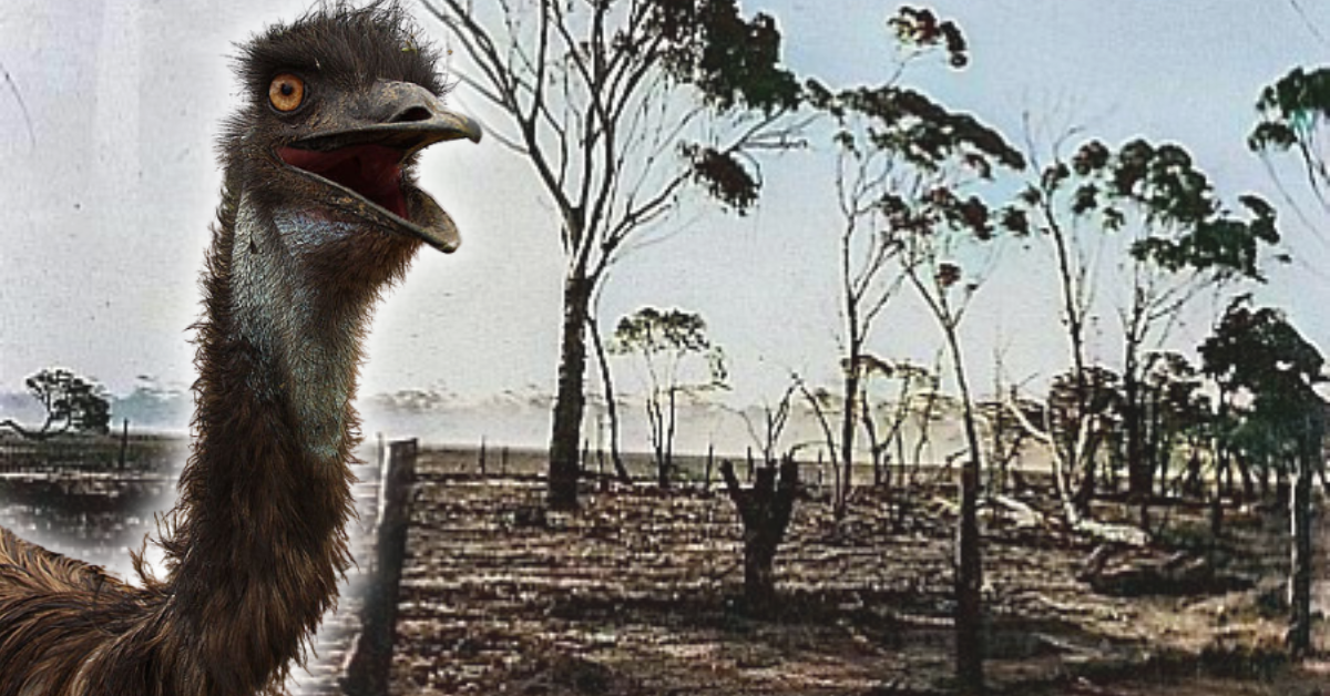 The Emu War: When Australia Fought Flightless Birds | by Exaucé M | Jul ...