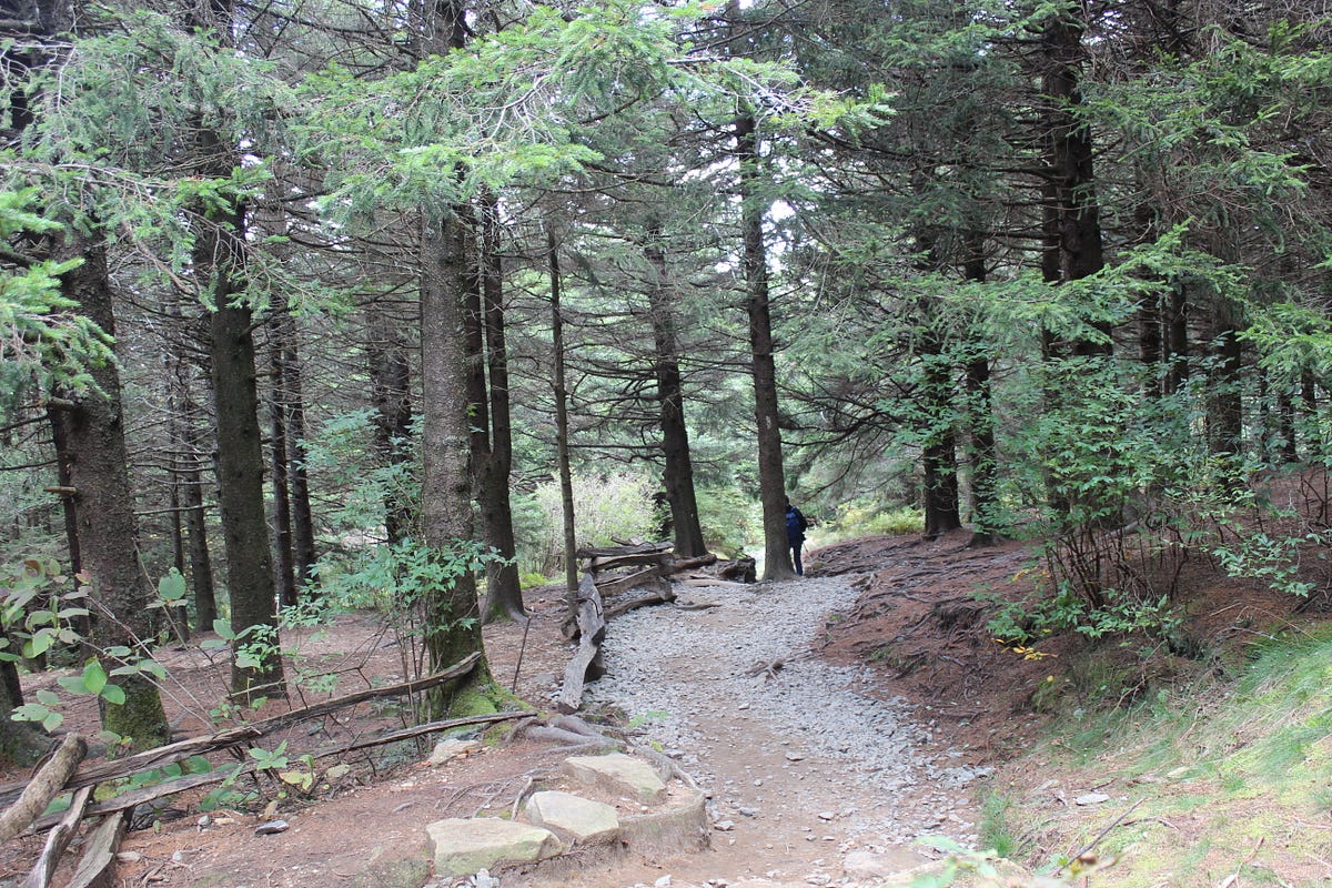 Do humans and trees share traits? You’d be surprised. | by Cathy Ostema ...