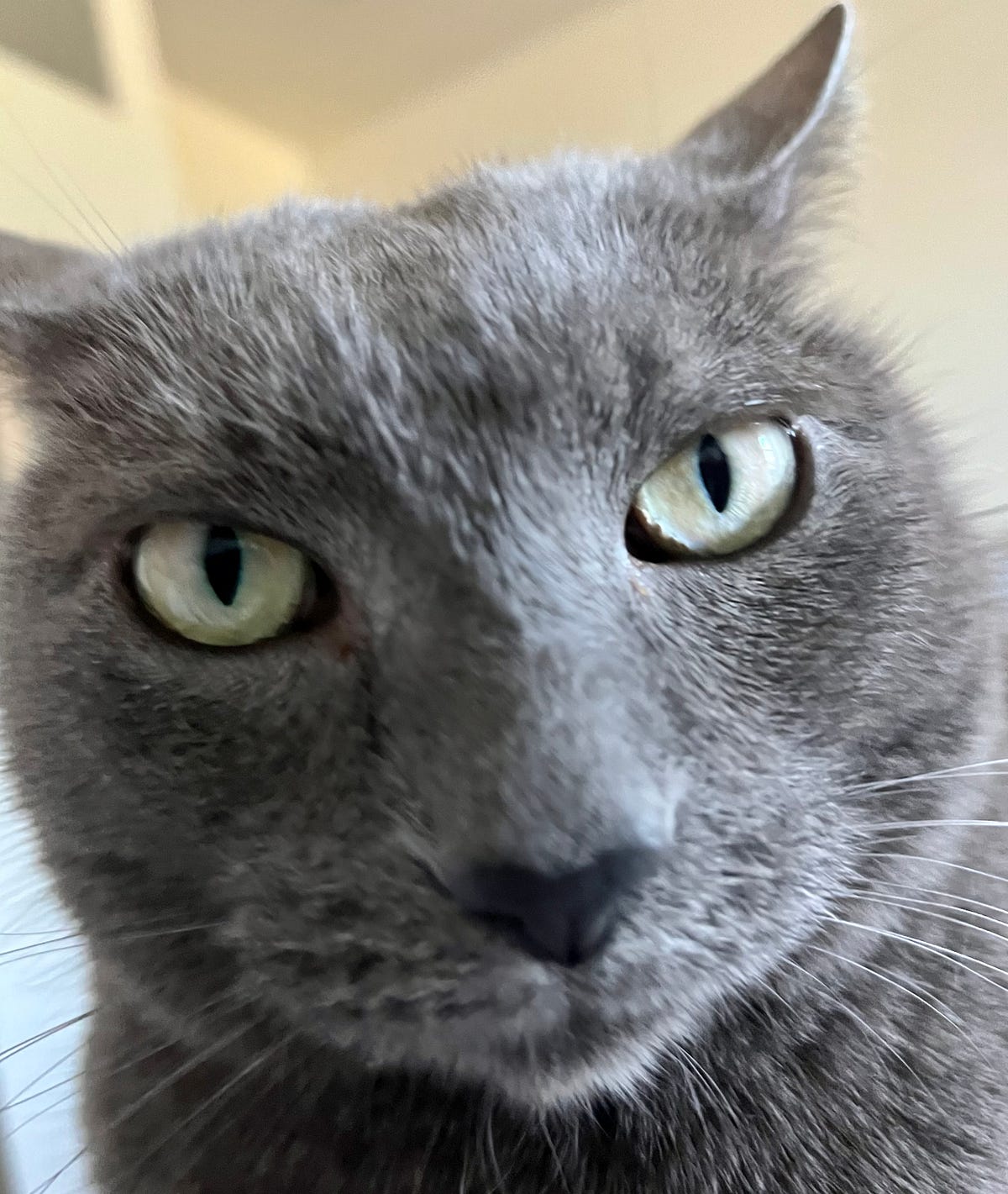 Playing Hardball With Your Cat’s Diet (and why it won’t work) | by ...