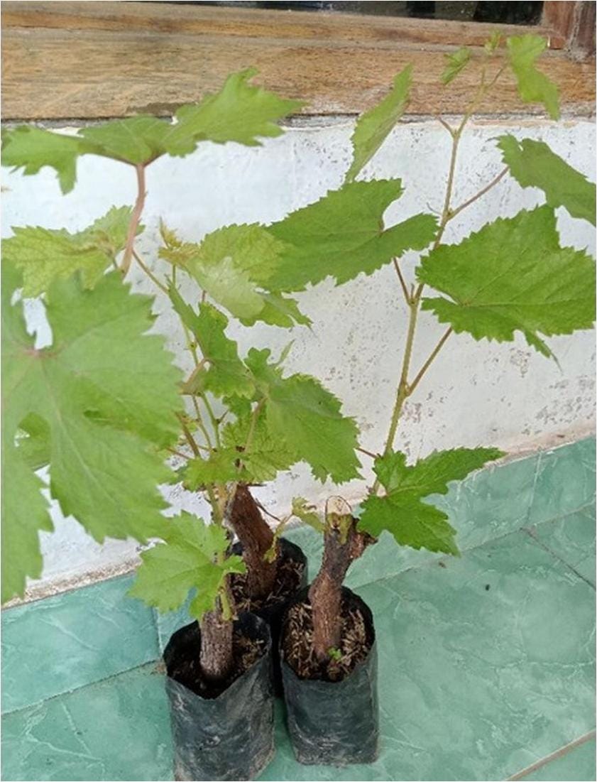 Bibit Anggur Manis Kota Cirebon | by Sahale Asoka | Medium