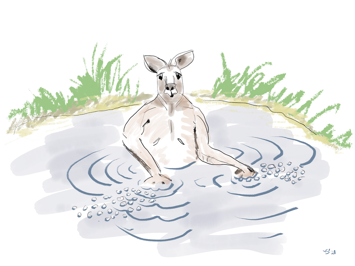 Stingaree Bay: Chapter 9. That Old Roo-in-the-Dam-Trick | by Steve ...