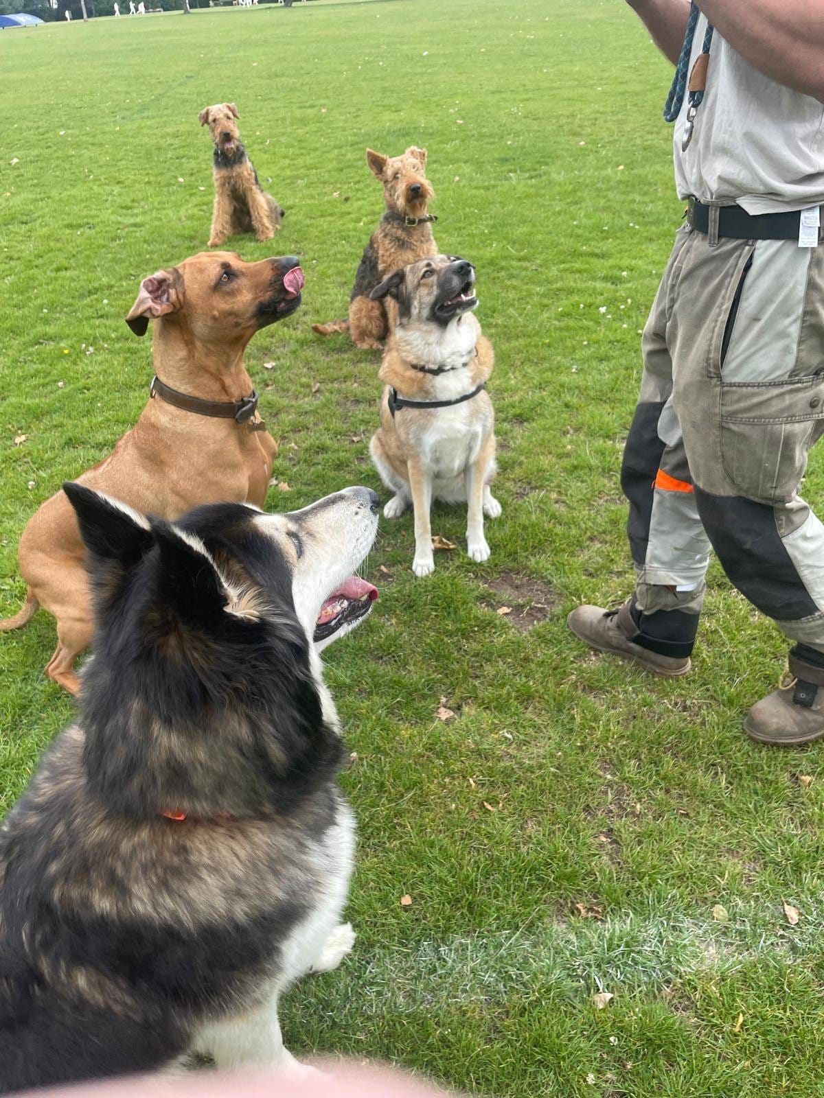 The Park Pack: Chaos, Treats & Zoomie Royalty | by Patricia Farrell | Medium