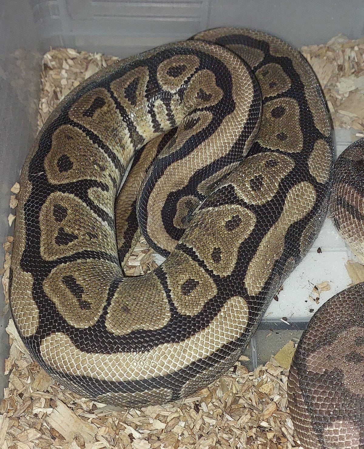 My First Adult Ball Python. I unfortunately wasn’t in a position to ...