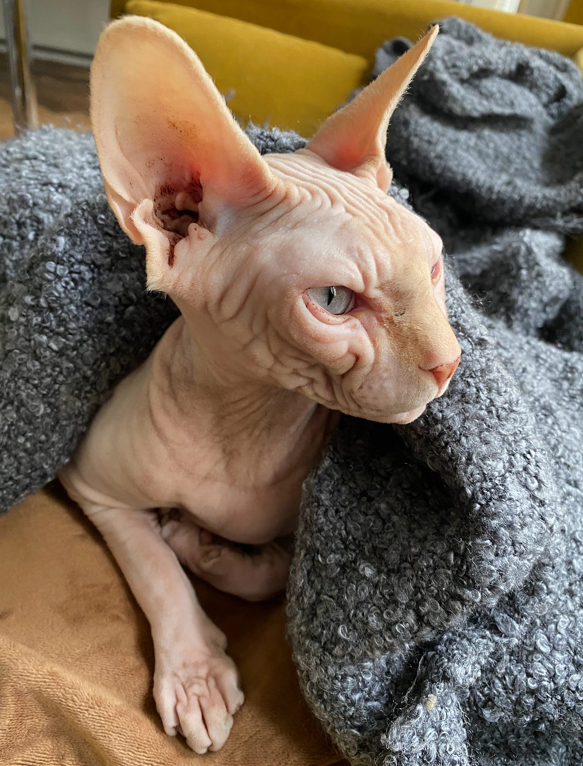 Are Sphinx Cats Hypoallergenic? - The Daily Cuppa - Medium