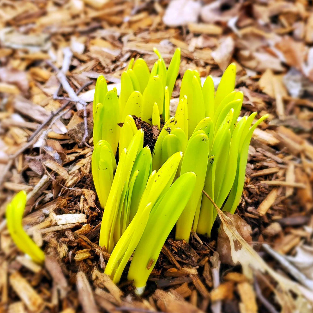 Victory Gardens for the mind. I picked an inopportune time to start a… | by Brian Gongol | Medium