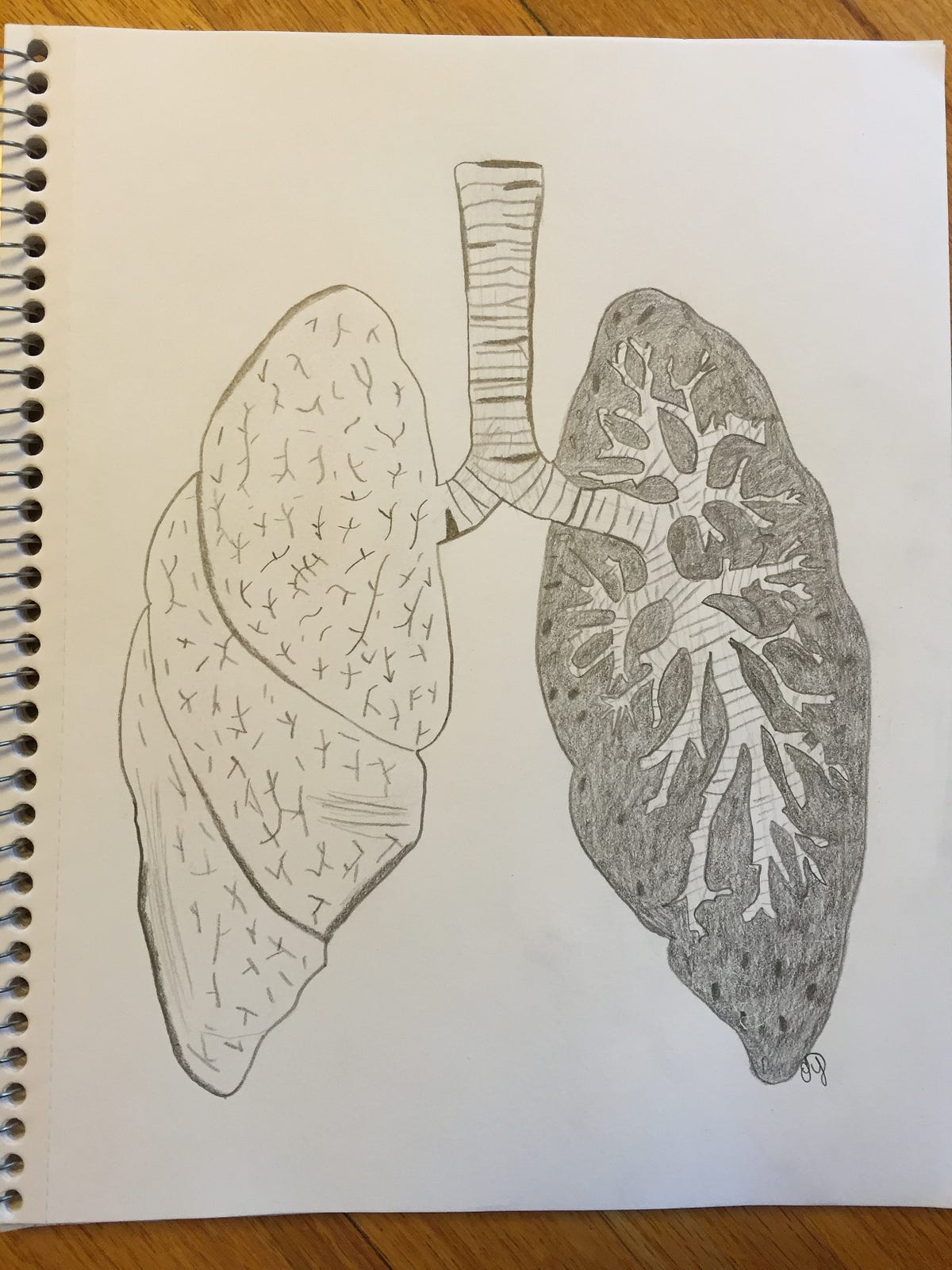 Medical Illustration- The Lungs | by Olivia Yale | Medium