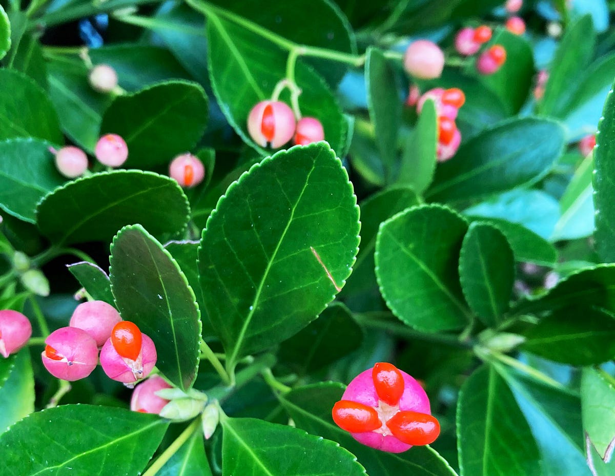 Luminous spindle berry and the unexpected arrival of a three-bird ...
