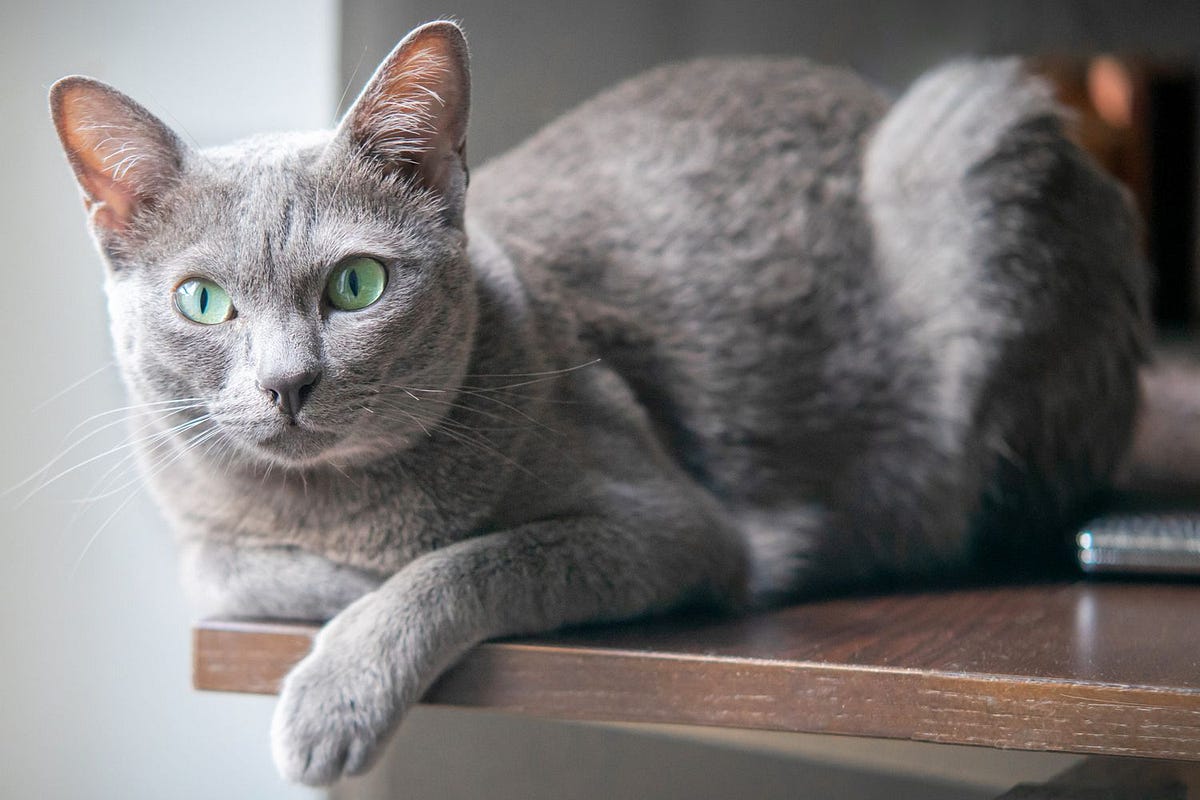 Unveiling the Charm of Korat Cat: A Rare and Ancient Feline Breed | by ...