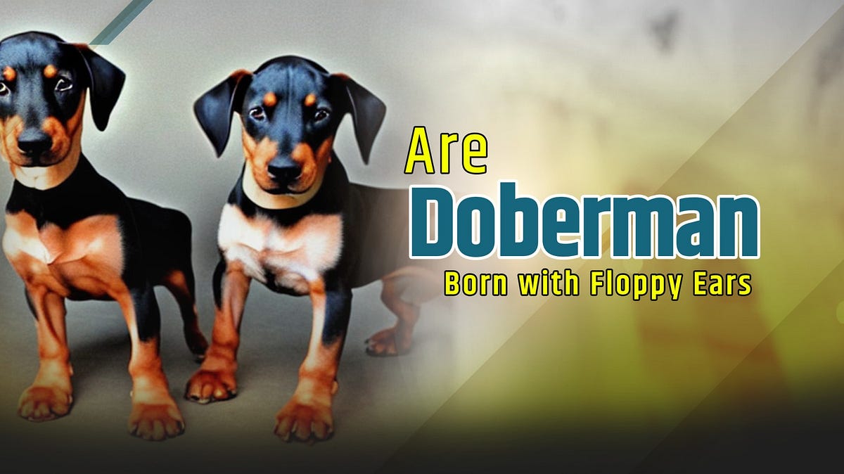 Are Dobermans Born with Floppy Ears? The Complete Guide - puppyplaying ...