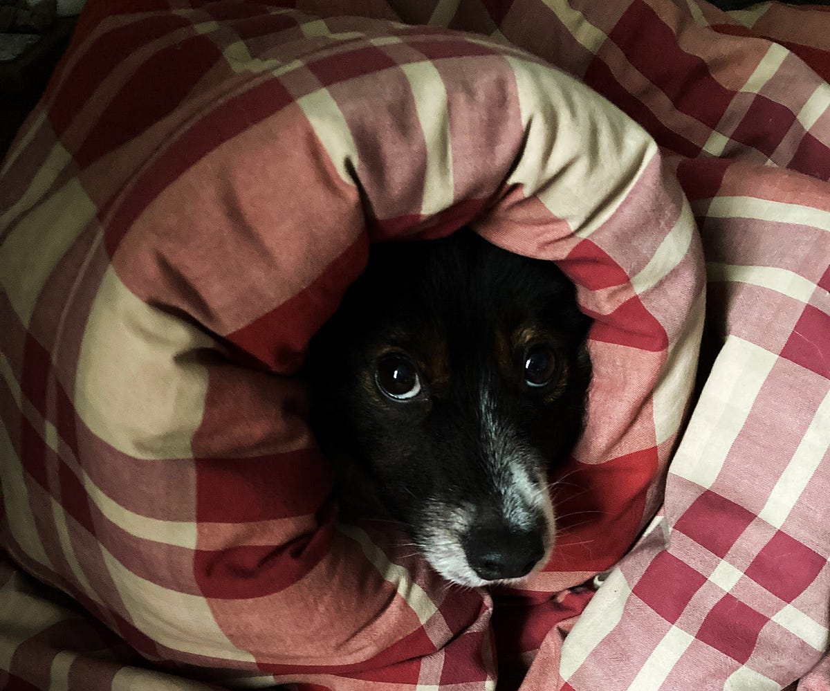 It’s A Tartan Sausage Roll!. July Six Word Photo Story Challenge… | by ...