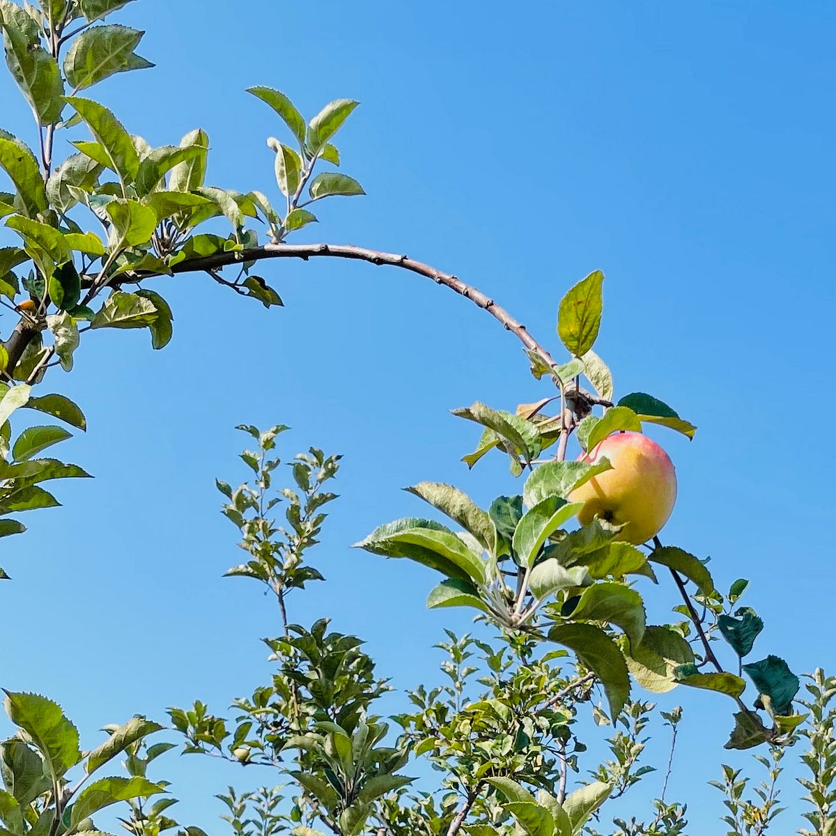 Farewell Defy, Hello Apple. Building Defy made me realize I was… | by ...
