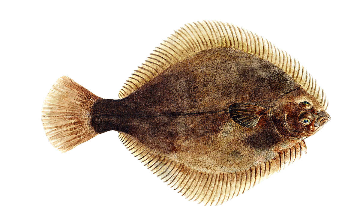 Poisonous and dangerous fish: avoid eating them | by yahya alshraa | Medium