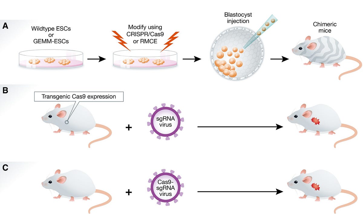 The ‘Onco-quest’: Decoding Breast Cancer Modelling | by Isha Saha ...
