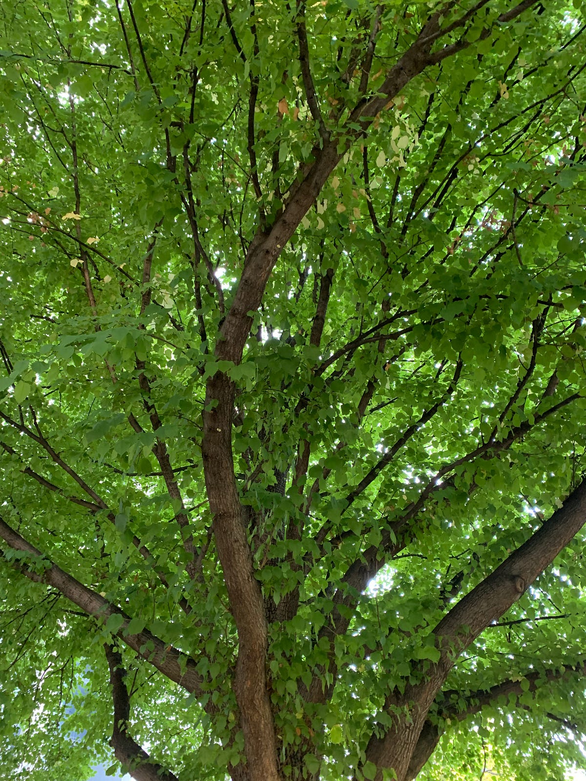 “Something that makes you feel safe”: This tree near Wehr Chemistry ...