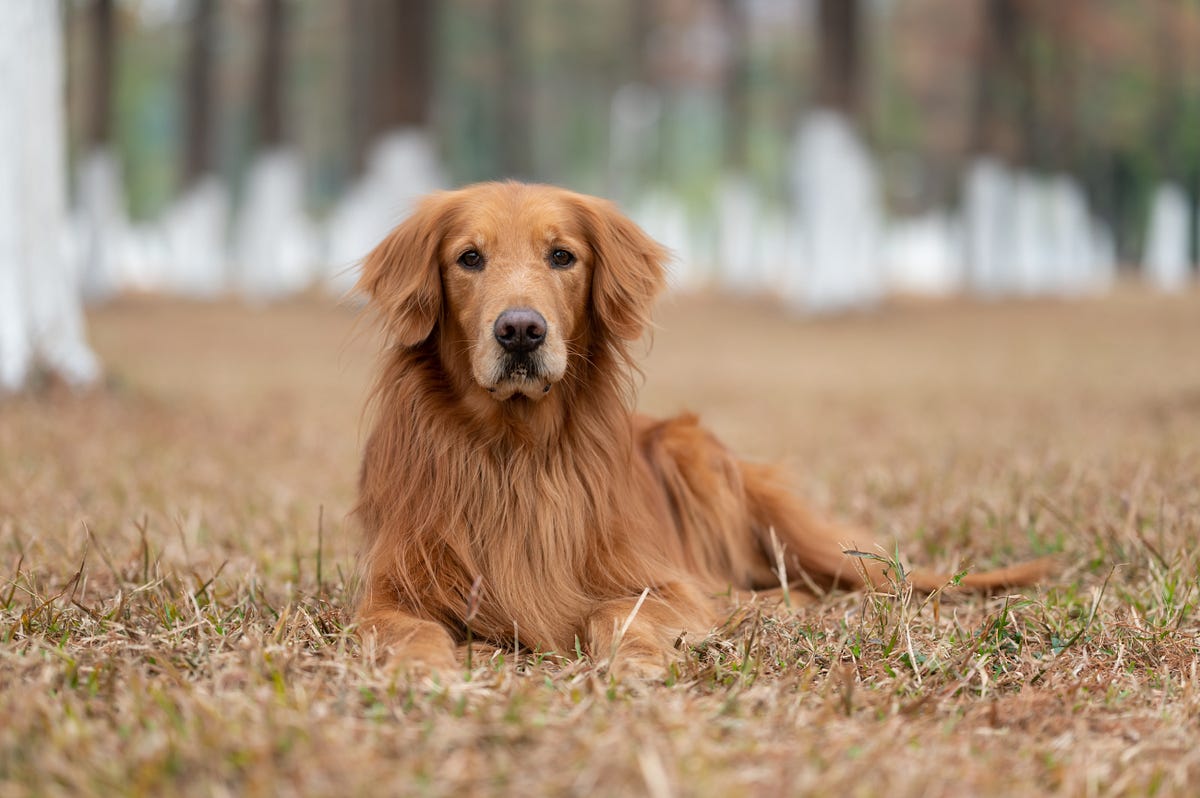 Golden Retriever Spotlight. One of the smartest and most well-known ...