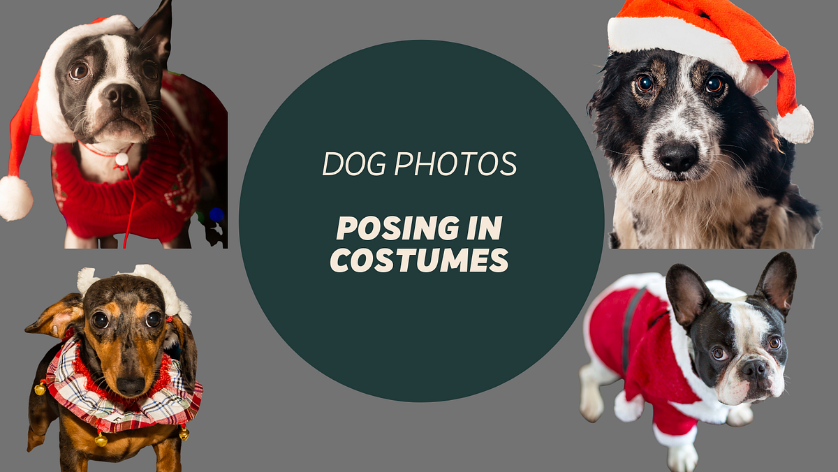 Dog Photos: Accurate LIE Detectors & Truth Tellers | by Jeannie Oakley ...