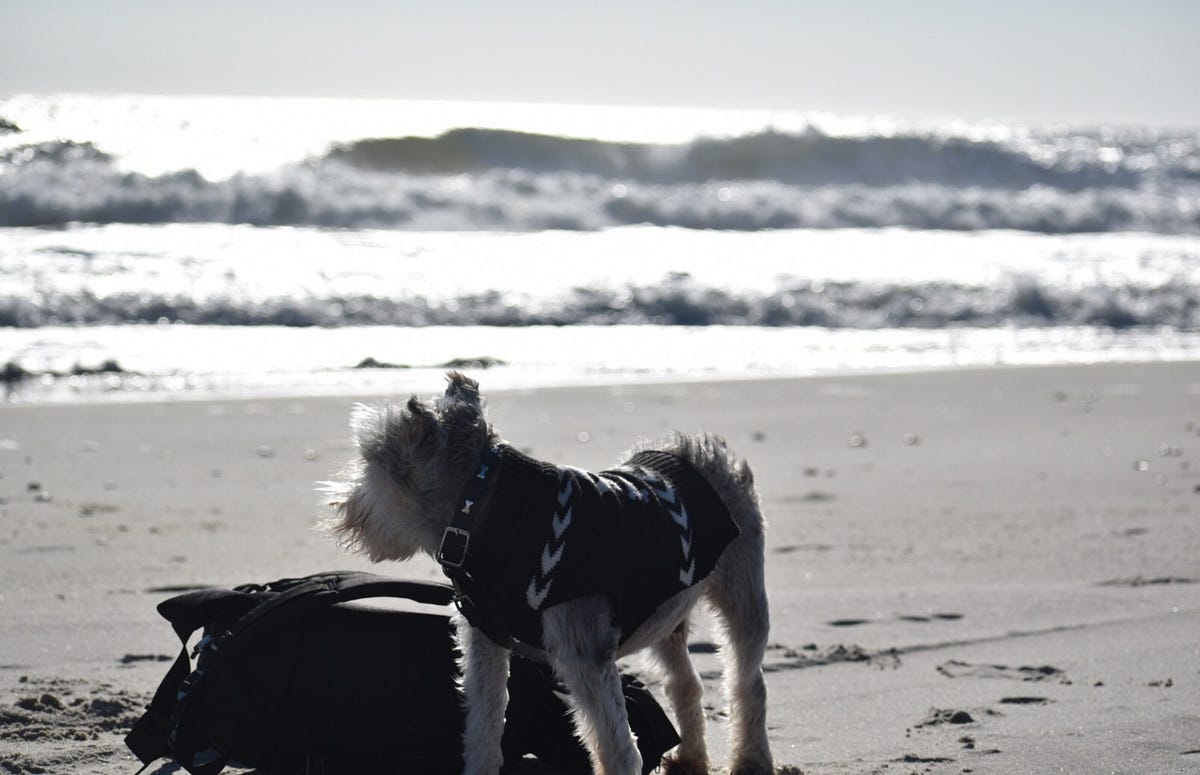 The Story of Fritz the Super Dog. When you really think about it, dogs ...