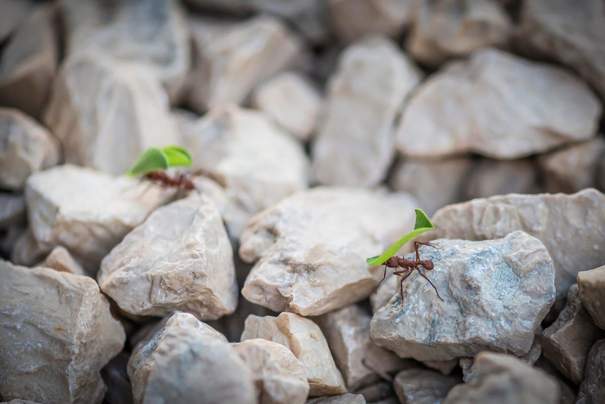 A blockchain and an API: what is the relationship between Lynx and ...