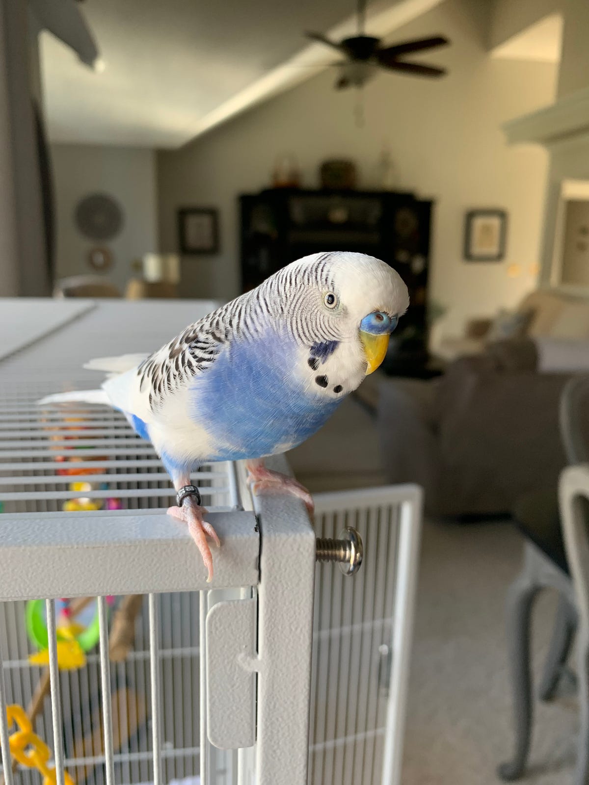My Parakeet, Petey, Got His Christmas Wish Early | by Pam Winter | Pet ...