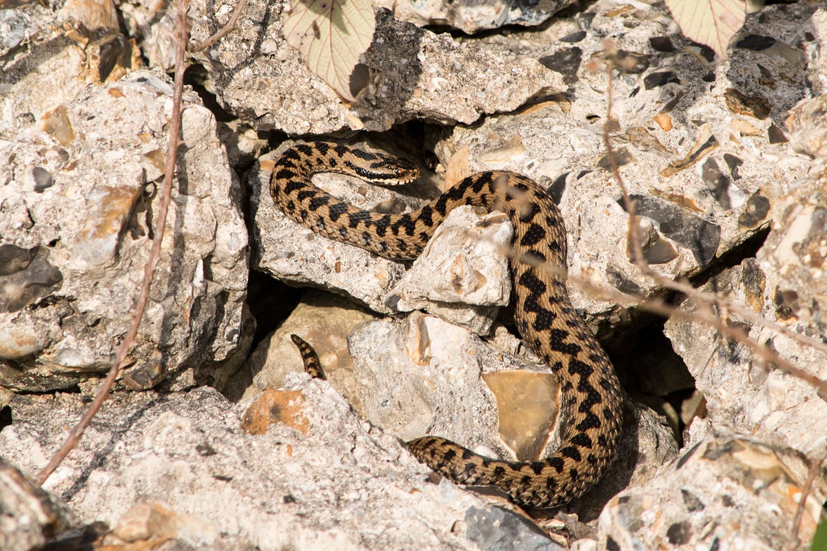 Adders and Grass Snakes: A Love Story | by AG Nature & History | Weeds ...