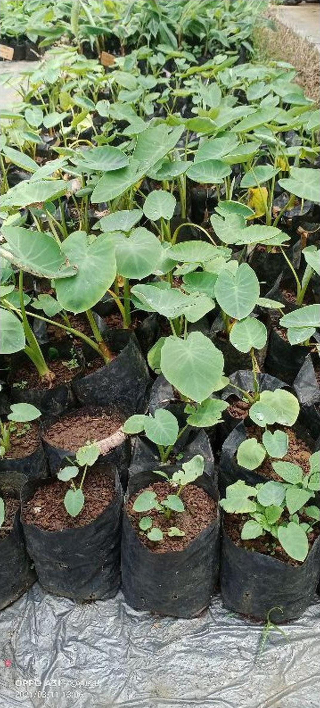Bibit Talas Jepang Promo 10 Satoimo Kuljar Jepara | by Itangnursery ...