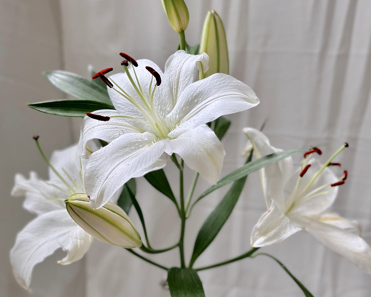 Eternal Lily of Love. The love we created, a love as pure and… | by ...