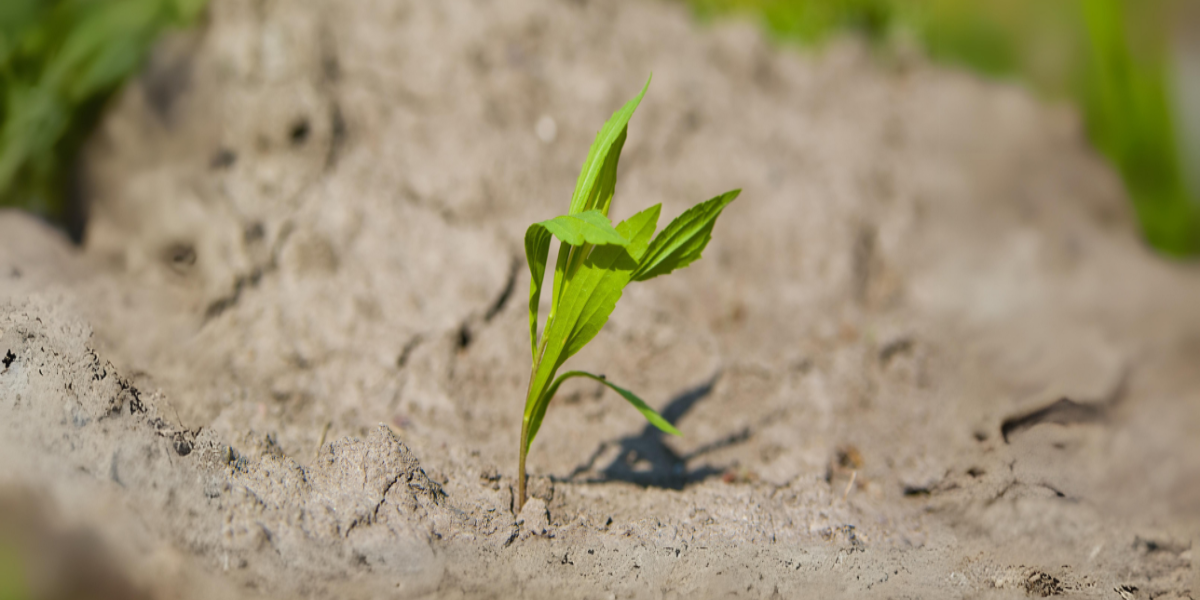 When Just Surviving is Enough: A Reflection on Life’s Hardships. | by ...