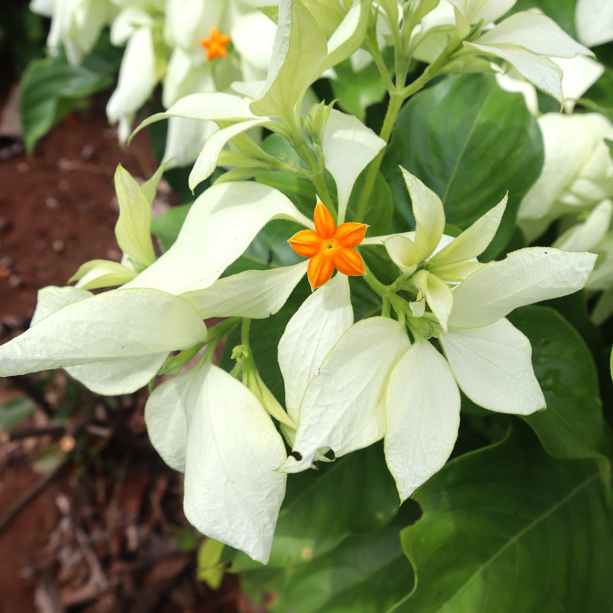 Mussaenda White Plant - santhi santhi - Medium