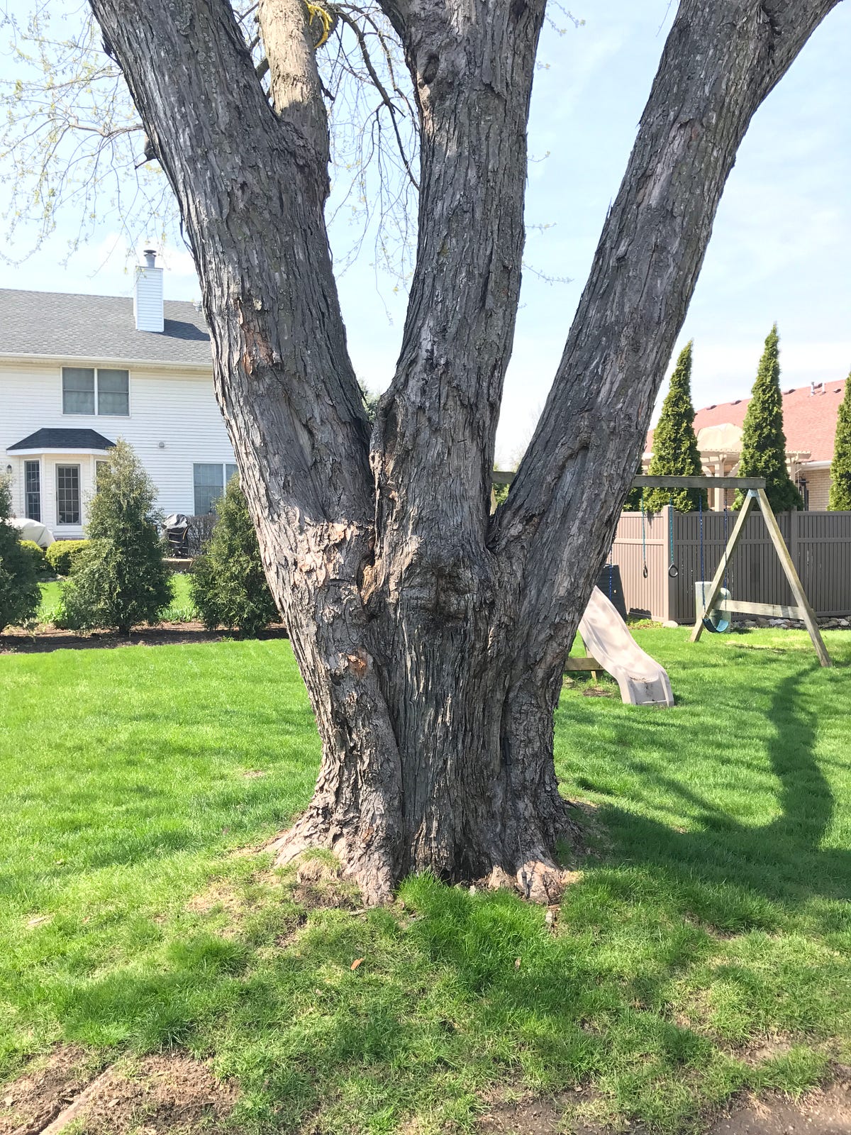 The Receiving Tree. Peeling the bark of the Great Deku Tree | by ...