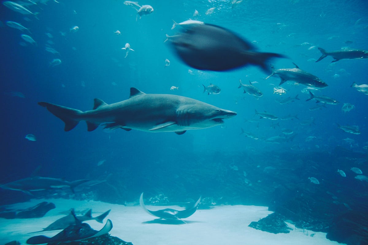 Navigating the Shark-Tank of Modern Design | by Salvatore Mezzatesta ...